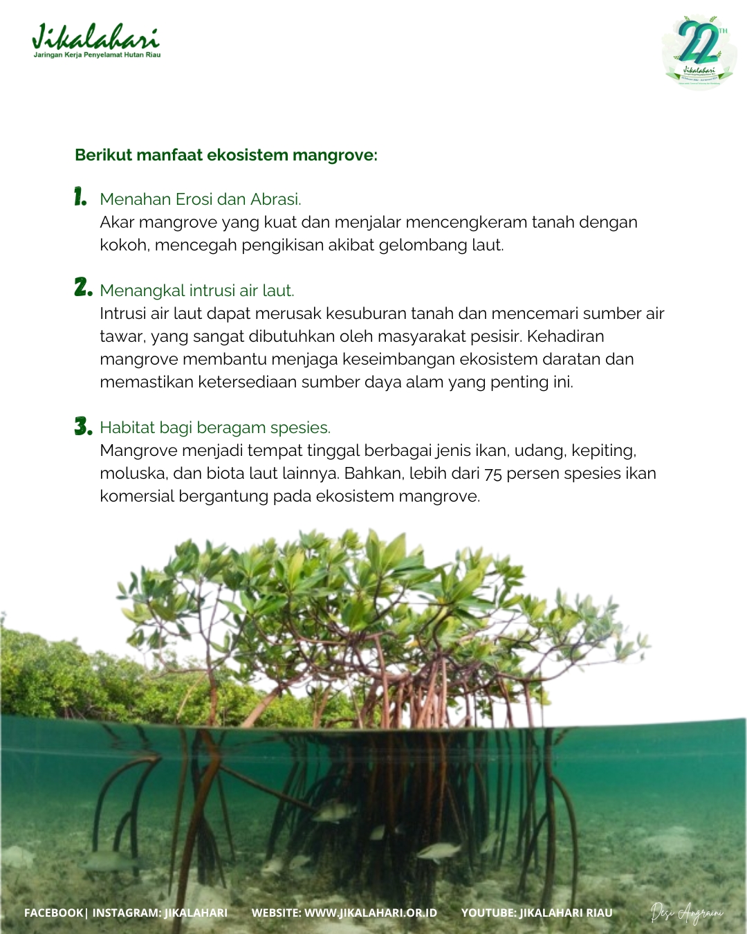 7 Manfaat Hutan Mangrove Bagi Lingkungan Pesisir – Jikalahari